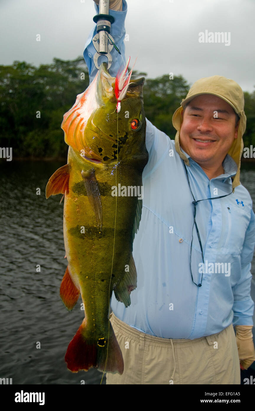 An angler admires a 16 pound peacock bass caught on a red & white jig ...