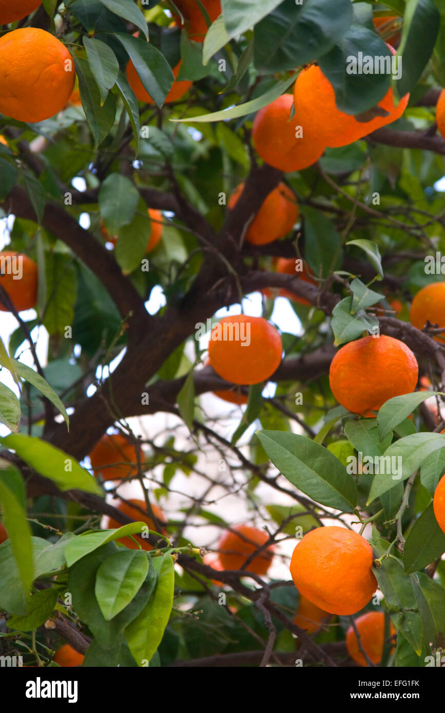 Seville orange tree hi-res stock photography and images - Alamy