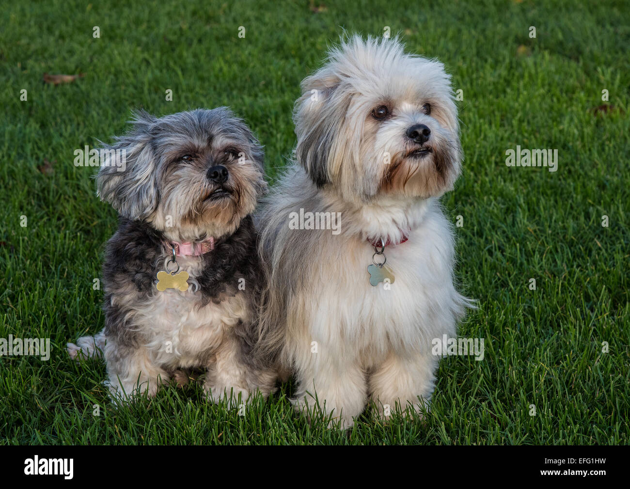 Dark and light dogs Stock Photo - Alamy