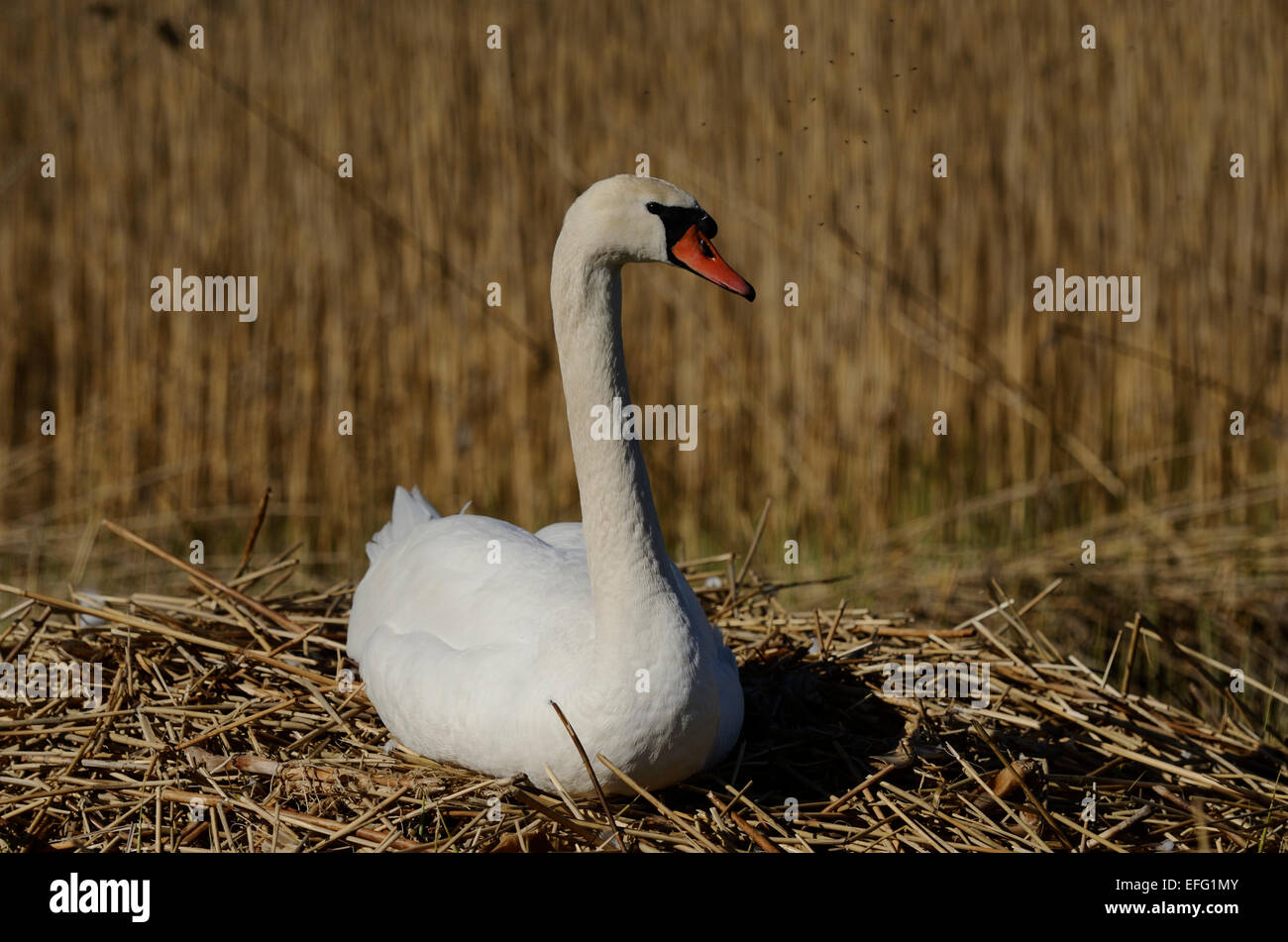 white swan sitting on a nest in the reeds Stock Photo - Alamy