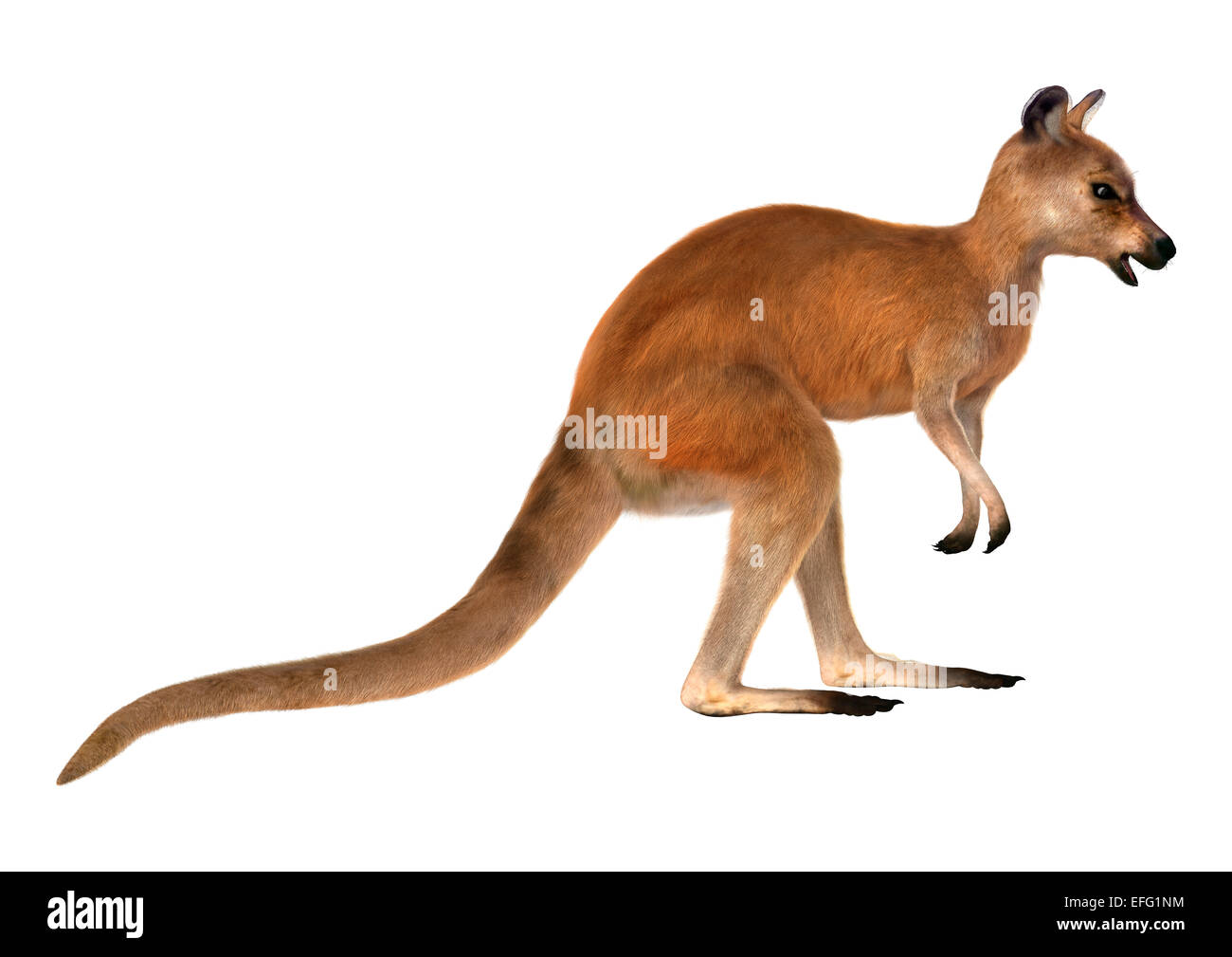 3D digital render of a red kangaroo isolated on white background Stock ...