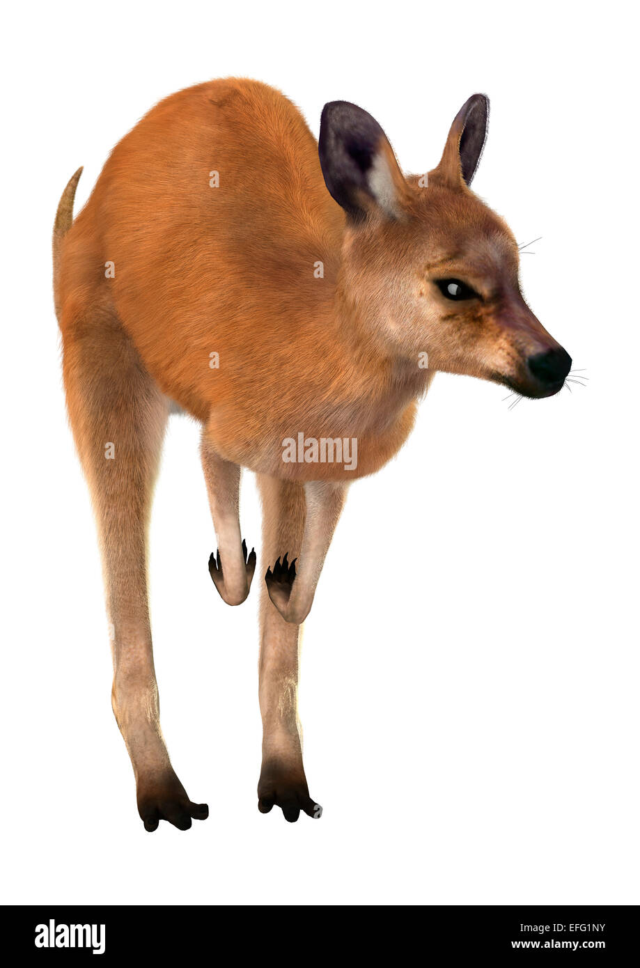 3D digital render of a jumping red kangaroo isolated on white ...