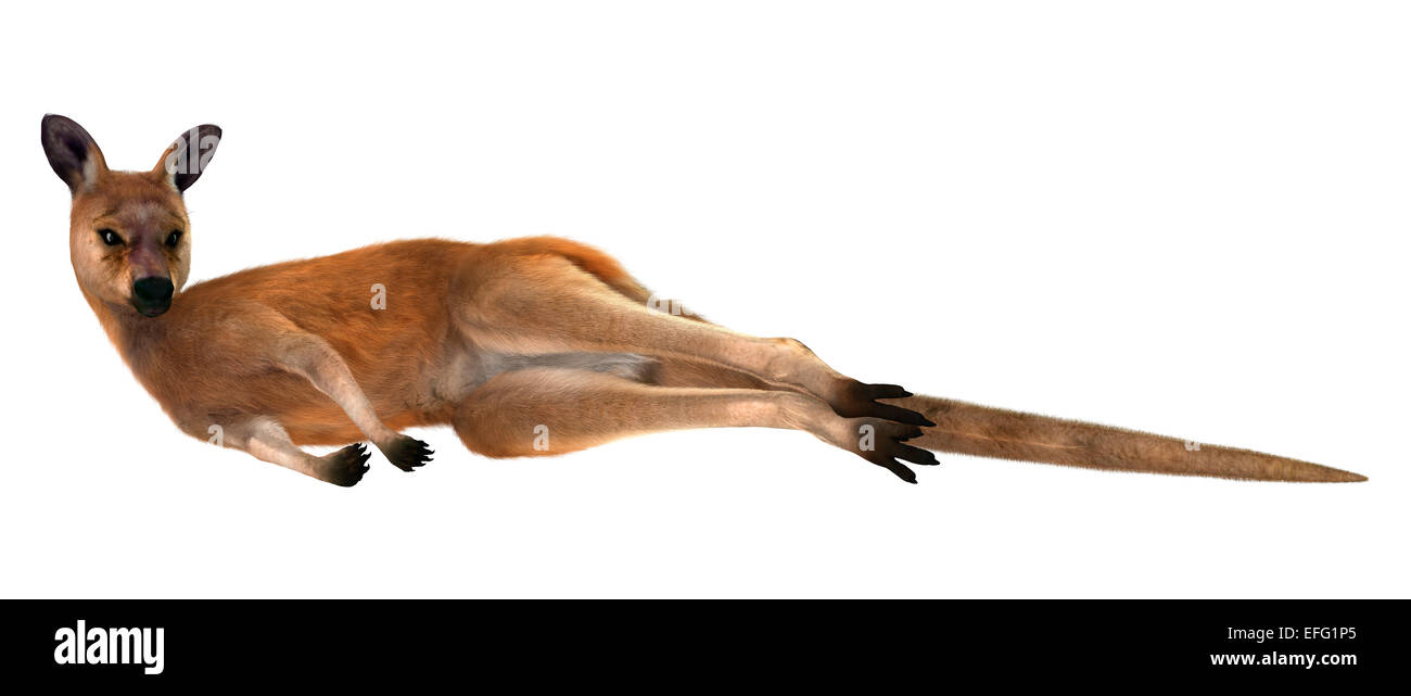 3D digital render of a resting red kangaroo isolated on white ...