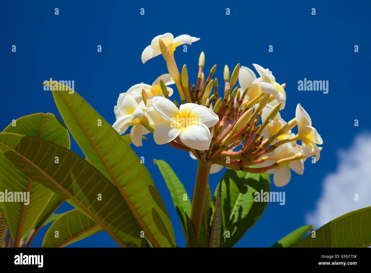 frangipani flowers in sunshine against blue sky Stock Photo - Alamy