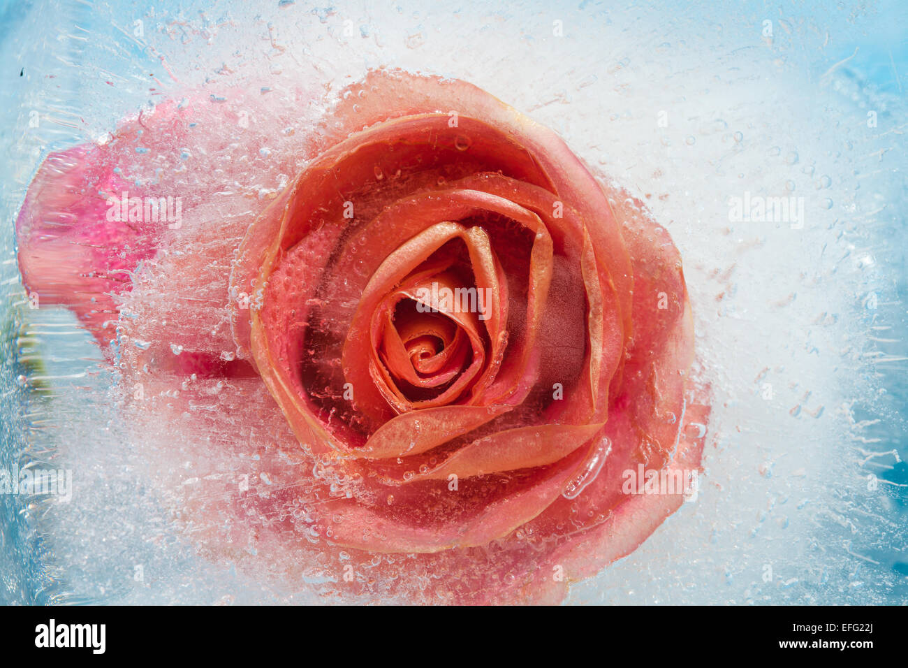 frozen flora - orange rose in block of ice Stock Photo - Alamy