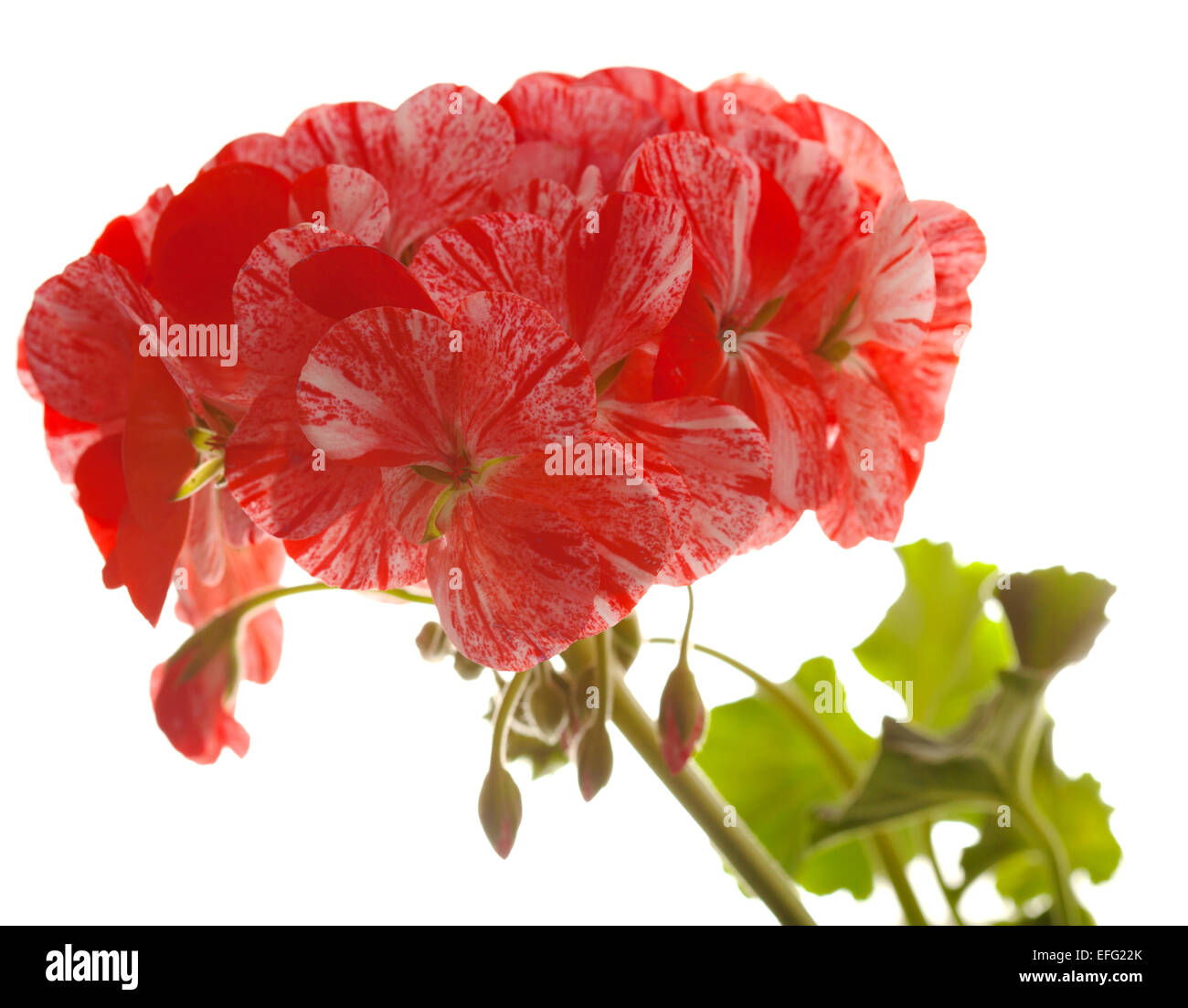 variegated pink and red geranium isolated on white Stock Photo - Alamy