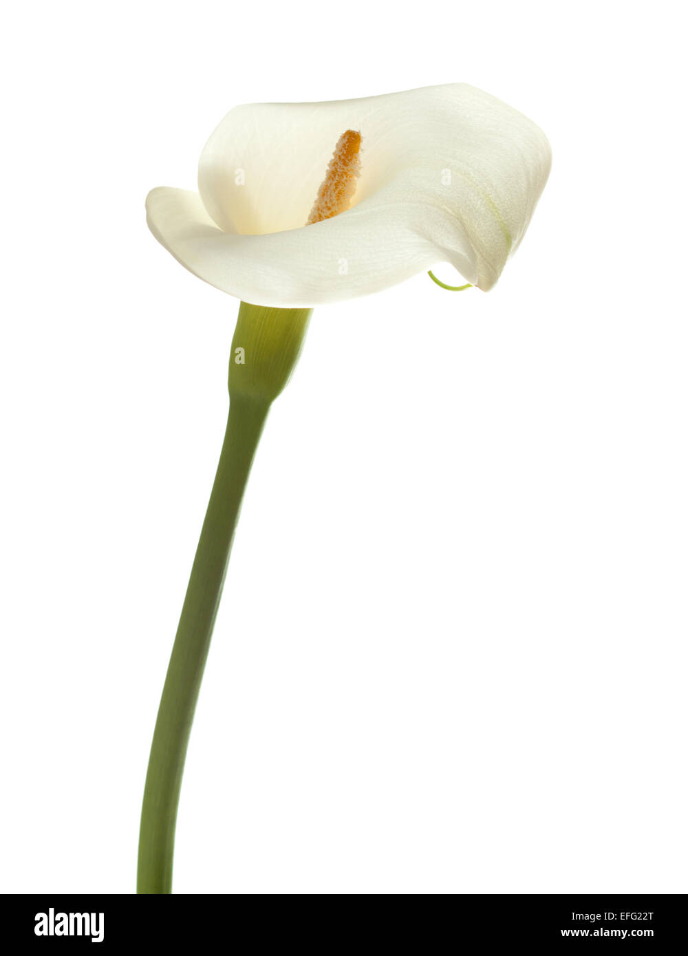 single white calla lily isolated on white background Stock Photo - Alamy