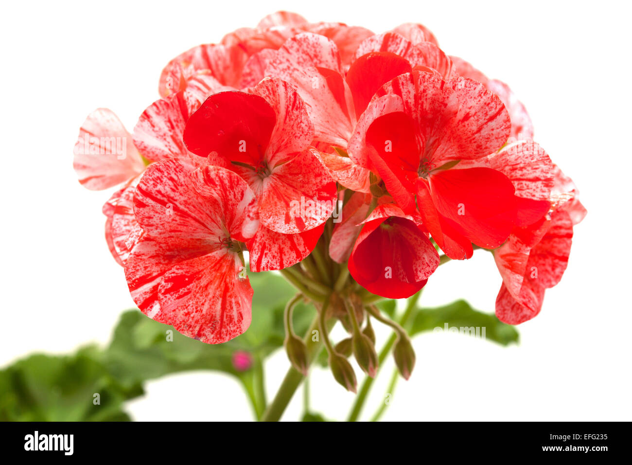 variegated pink and red geranium isolated on white Stock Photo - Alamy