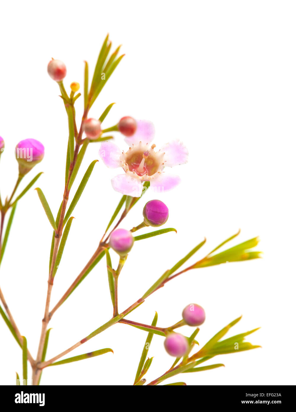 Wax myrtle hi-res stock photography and images - Alamy