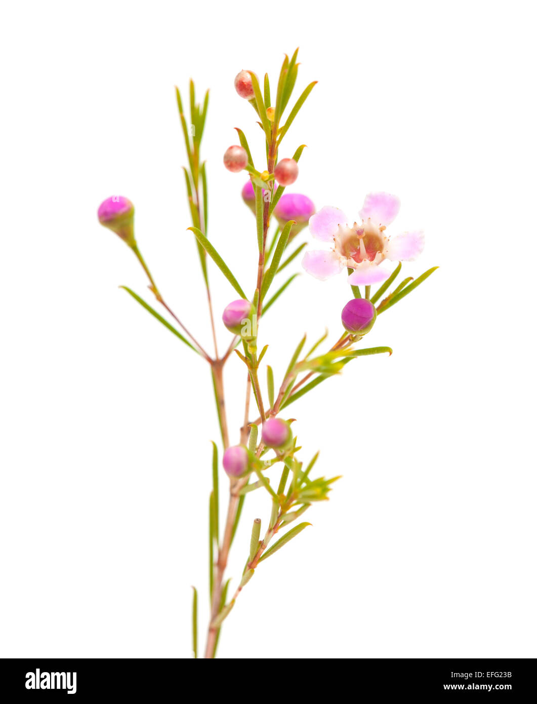 small pink wax flower isolated on white background Stock Photo - Alamy