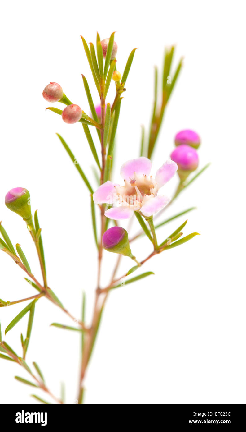 small pink wax flower isolated on white background Stock Photo - Alamy