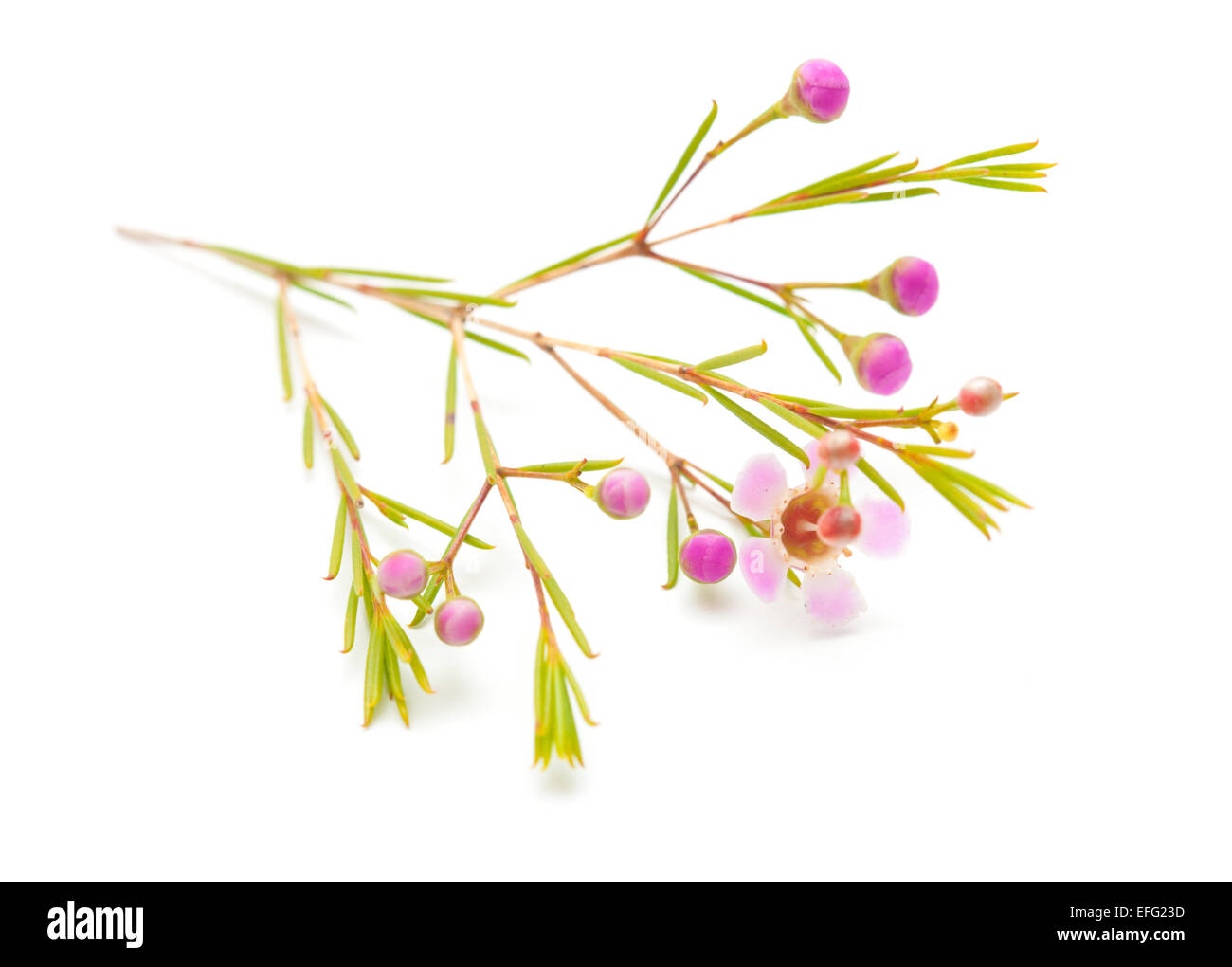 Flowering shrub small white Cut Out Stock Images & Pictures - Alamy