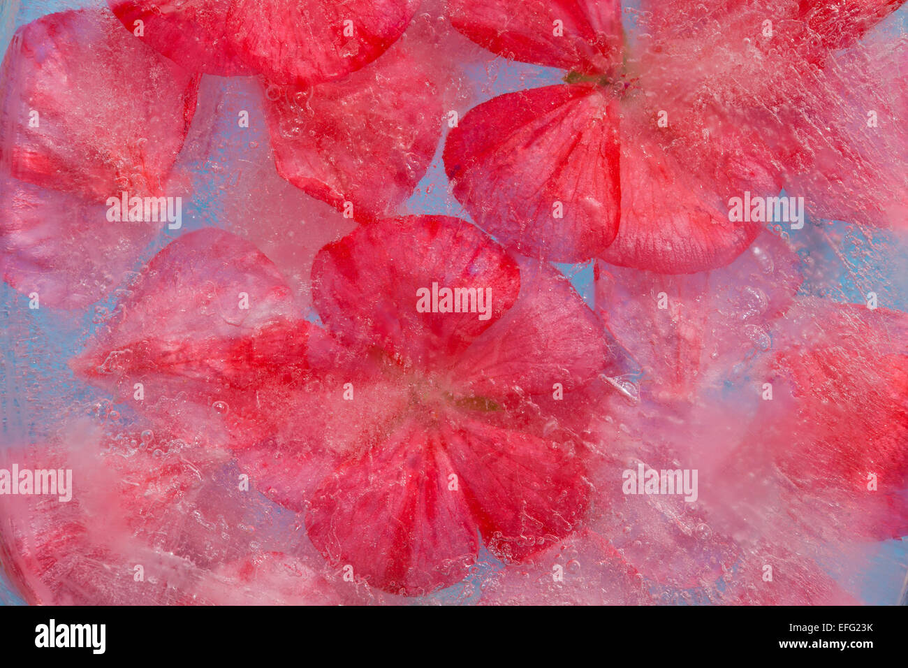 frozen flora -geranium flowers and petals frozen into a block of ice ...