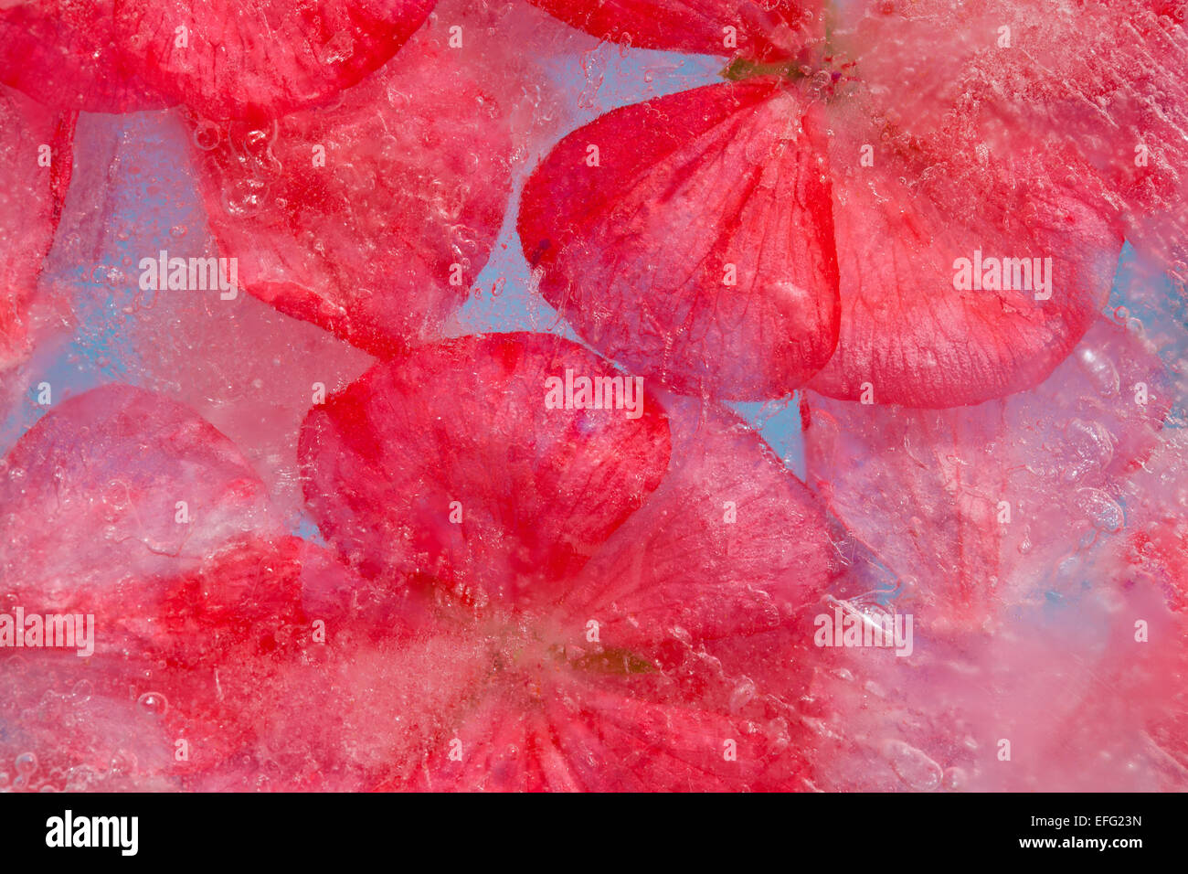 frozen flora -geranium flowers and petals frozen into a block of ice ...