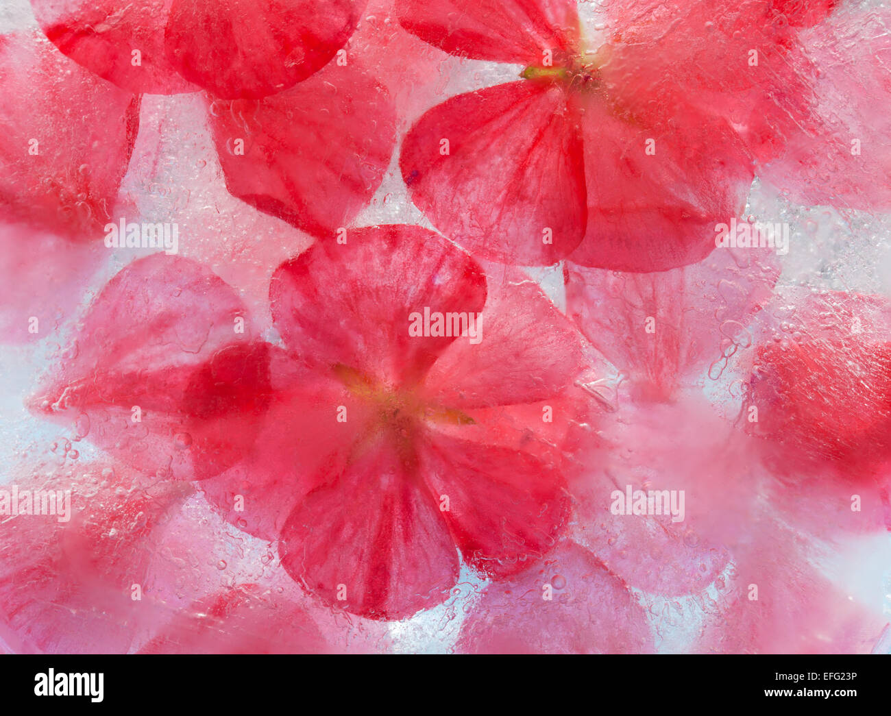 frozen flora -geranium flowers and petals frozen into a block of ice ...