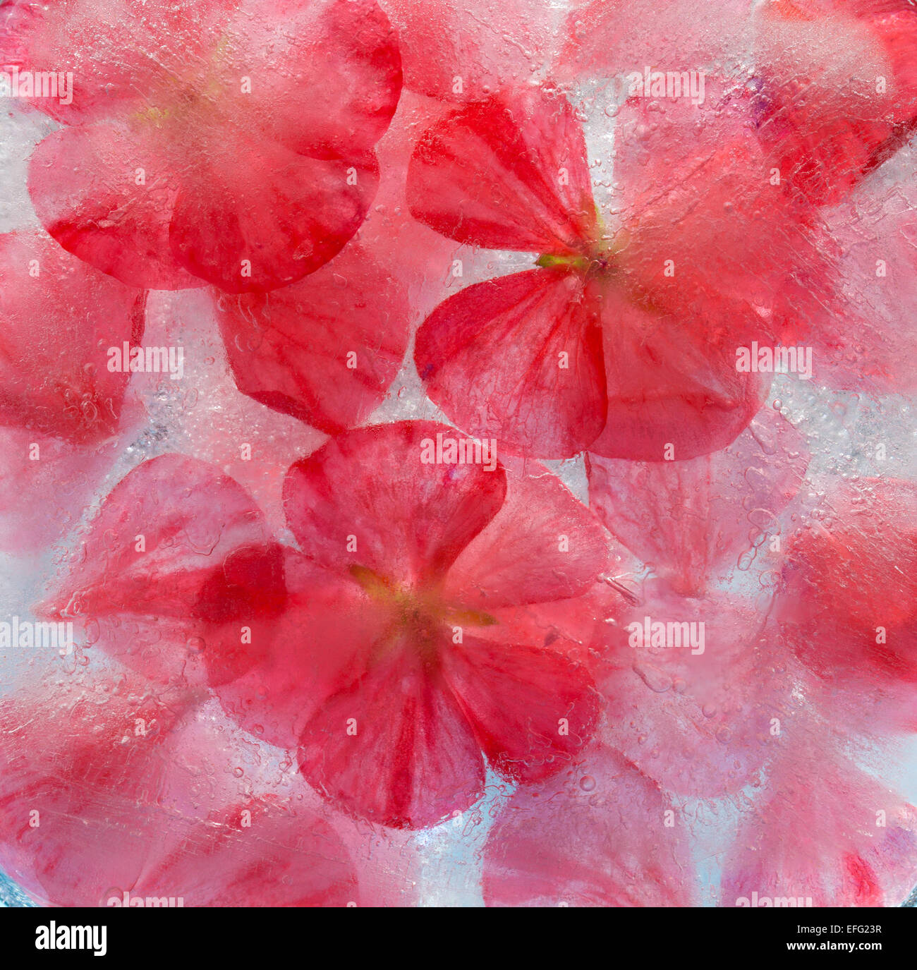 frozen flora - geranium flowers and petals frozen into a block of ice ...