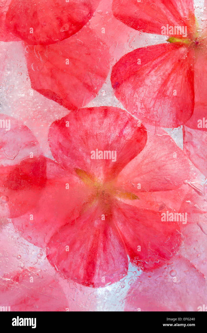 frozen flora - geranium flowers and petals frozen into a block of ice ...