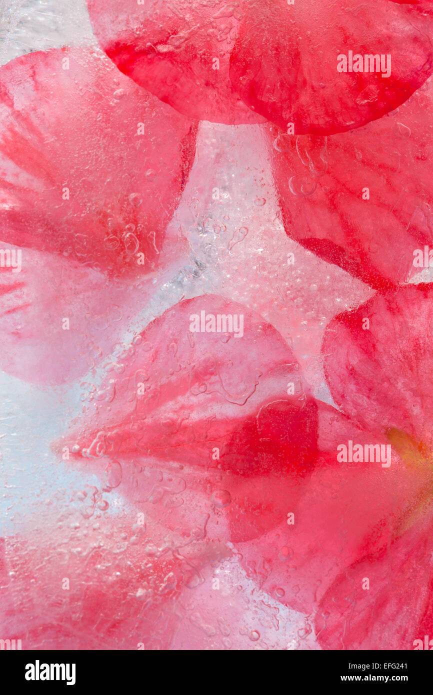 frozen flora - geranium flowers and petals frozen into a block of ice ...