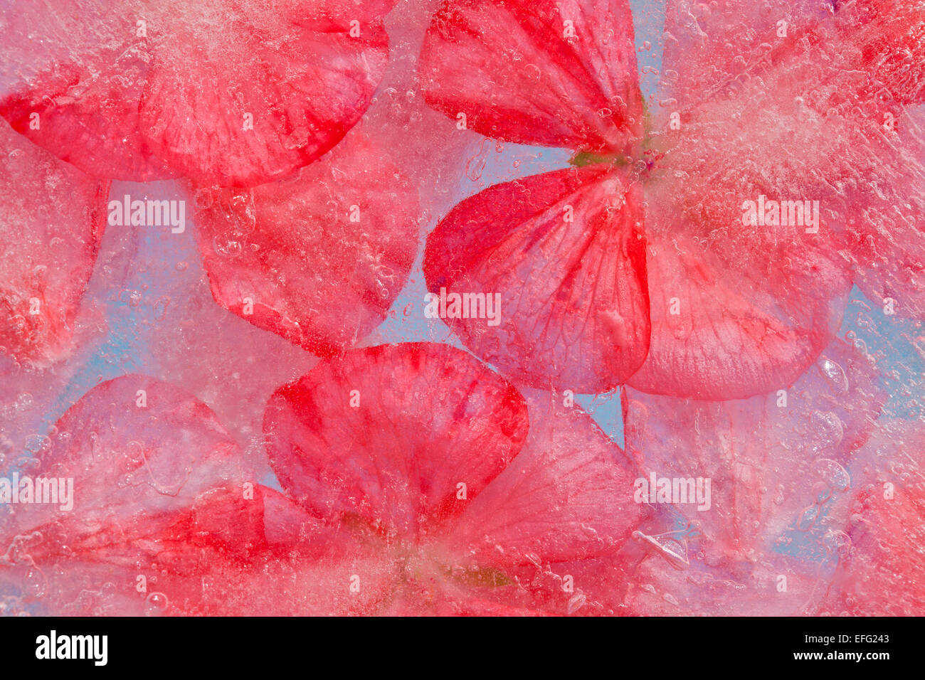 frozen flora - geranium flowers and petals frozen into a block of ice ...