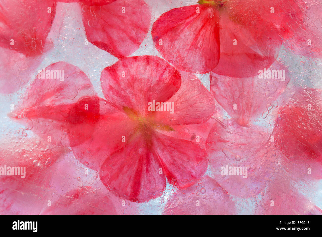 frozen flora - geranium flowers and petals frozen into a block of ice ...