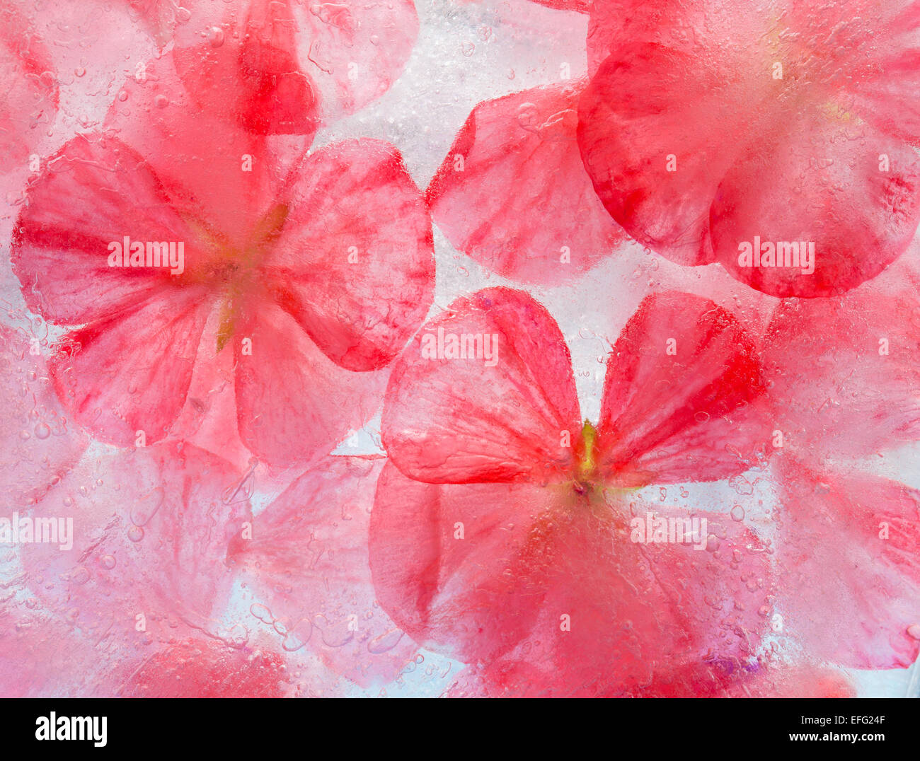 frozen flora - geranium flowers and petals frozen into a block of ice ...
