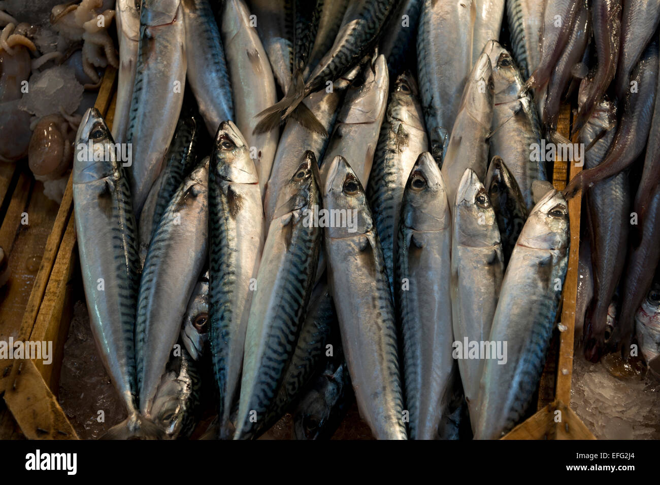 Mackerel fish hi-res stock photography and images - Alamy