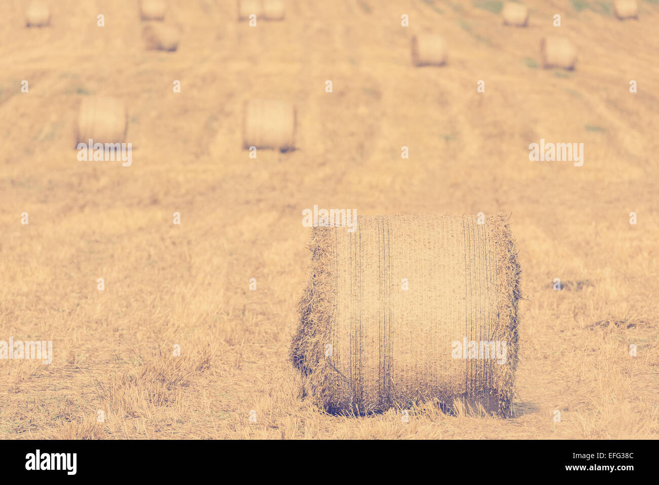 Vintage Effect Of Hay-Roll On Meadow Landscape After Harvest Stock ...