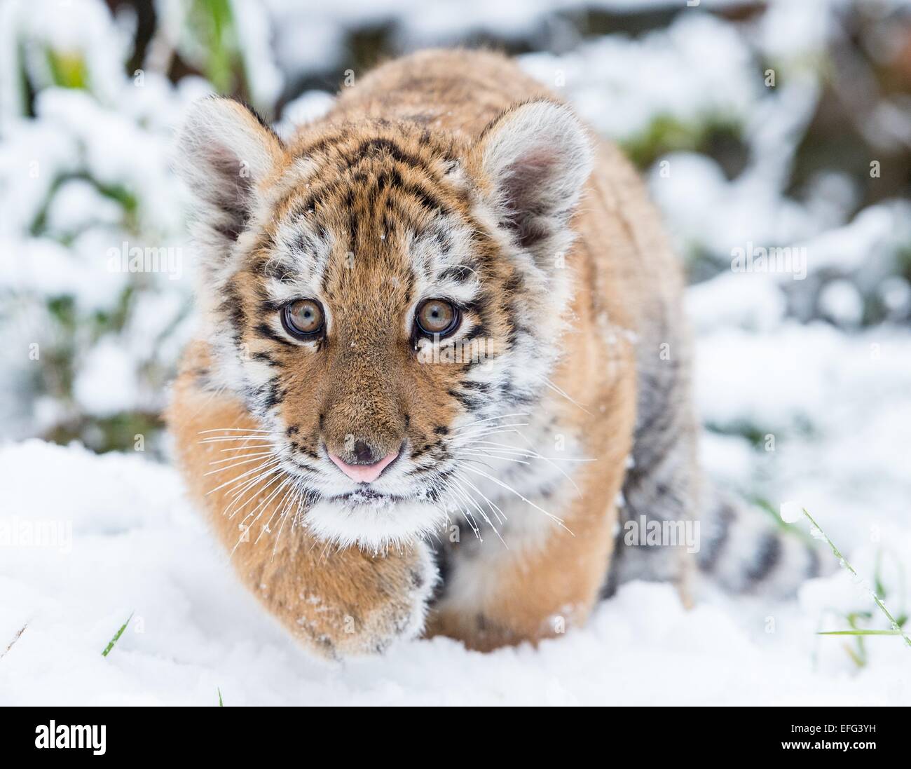 Eberswalde, Germany. 31st Jan, 2015. Dragan, the small Siberian tiger ...