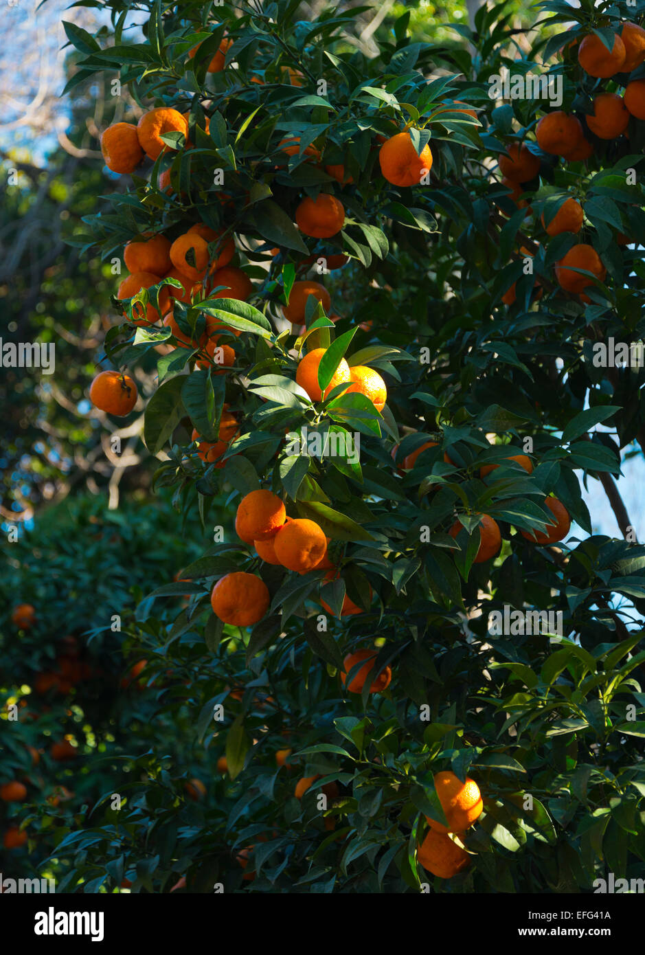 Orange tree with orange fruit Stock Photo - Alamy