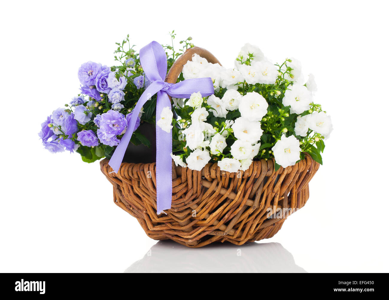 Terry Flowers High Resolution Stock Photography and Images - Alamy