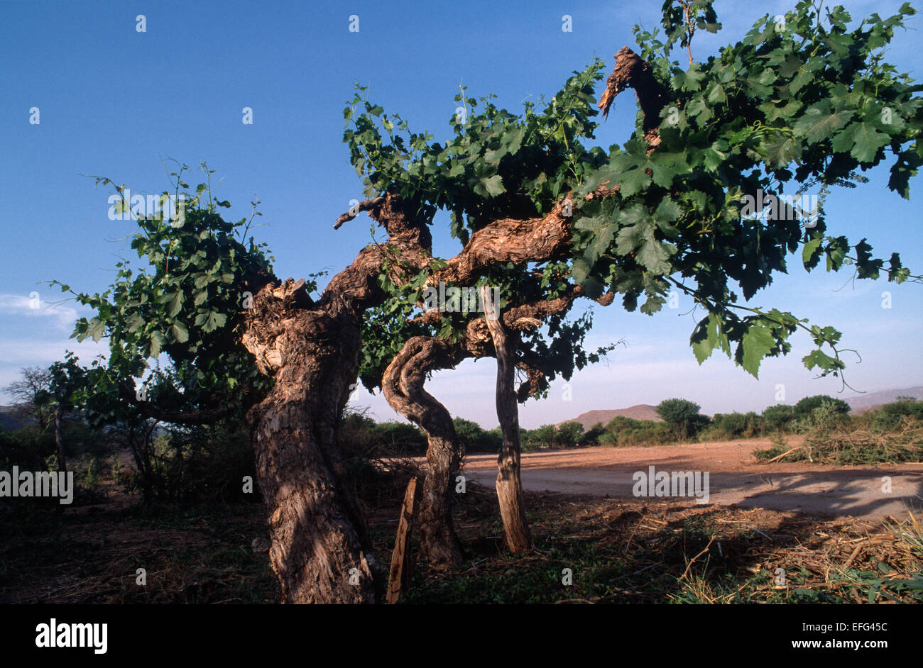 Vineyard in ranch Colome. Salta province, Argentina Stock Photo - Alamy