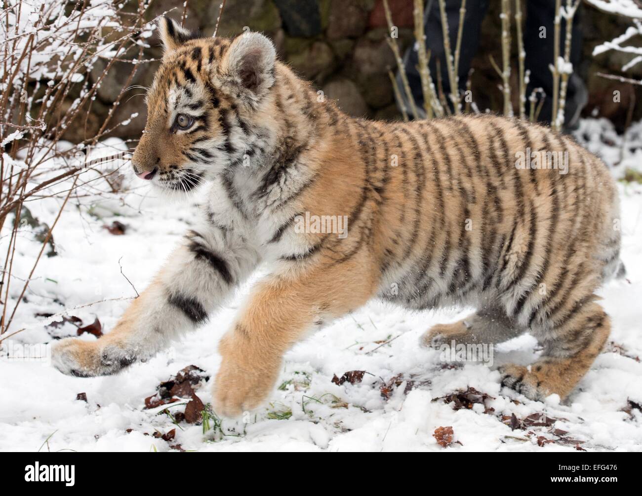 Eberswalde, Germany. 31st Jan, 2015. Dragan, the small Siberian tiger ...