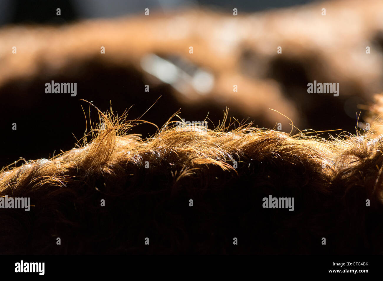 Backlit hair on a Luing bull atsale, Castle Douglas, Scotland Stock ...