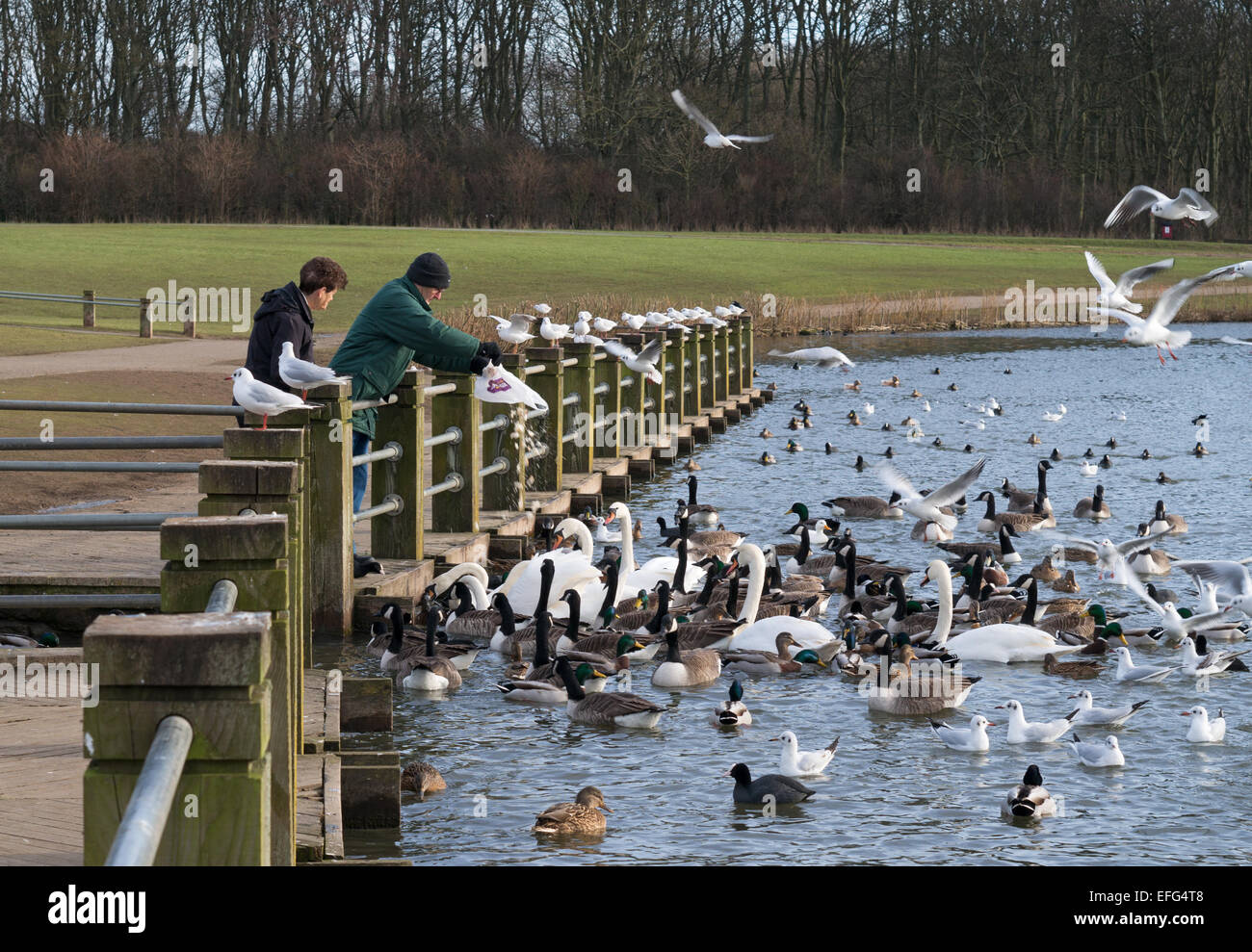 Elderly couple feeding wildfowl at Herrington Country Park lake, north ...