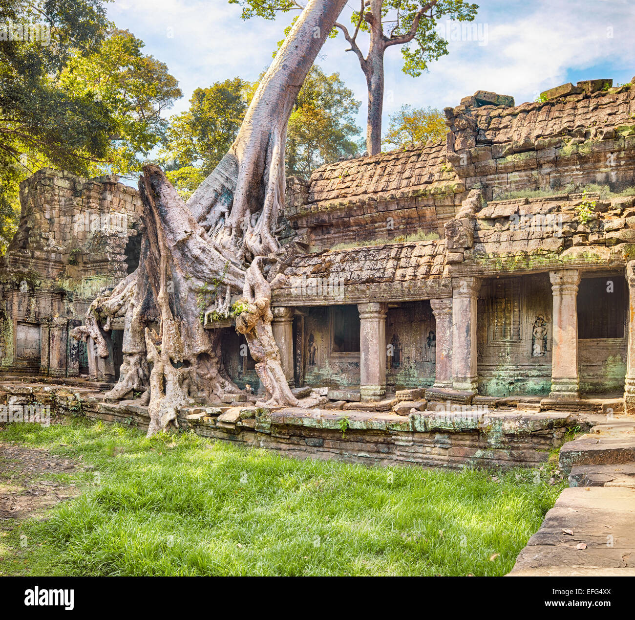 Tree root temple roof hi-res stock photography and images - Alamy