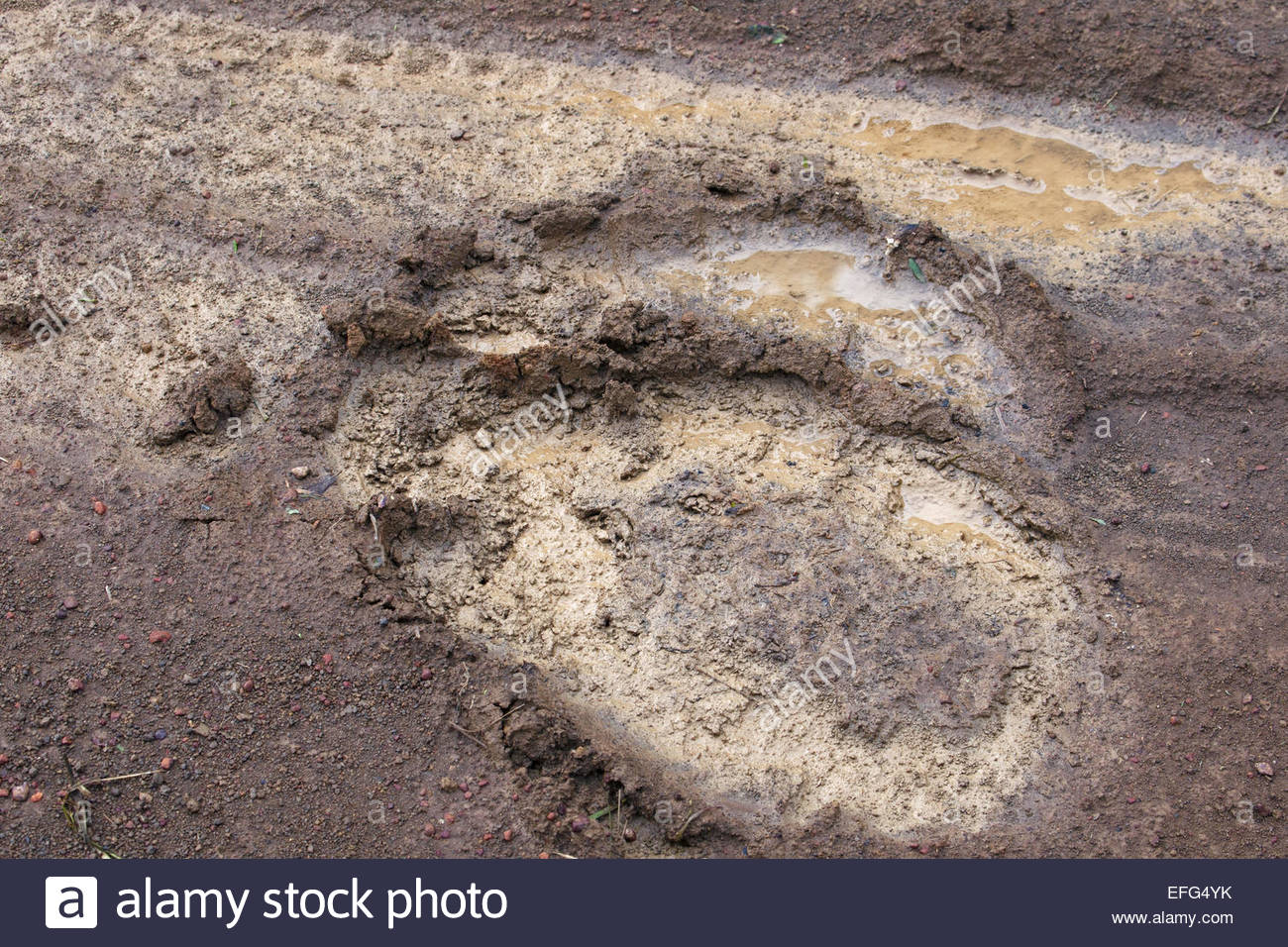 Elephant Footprint High Resolution Stock Photography and Images - Alamy