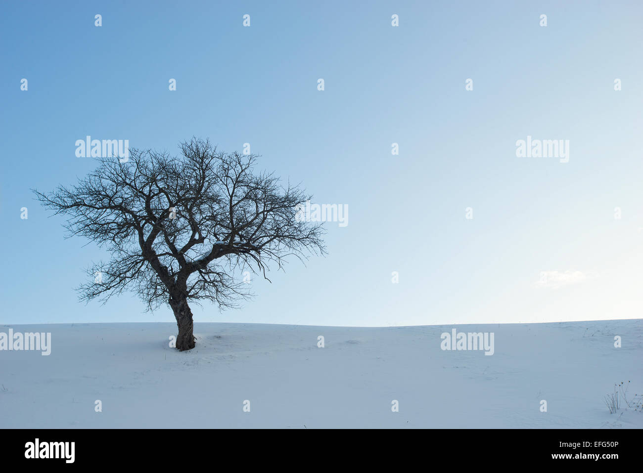 Single tree in a winter landscape Stock Photo - Alamy