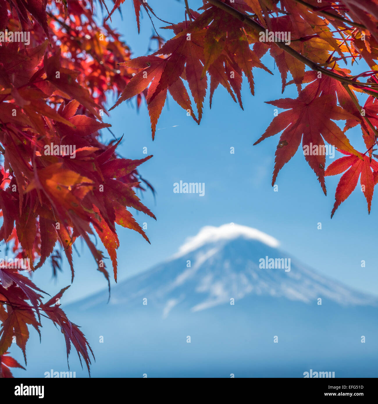 Mount Fuji and autumn maple leaves, Kawaguchiko lake, Japan Stock Photo ...