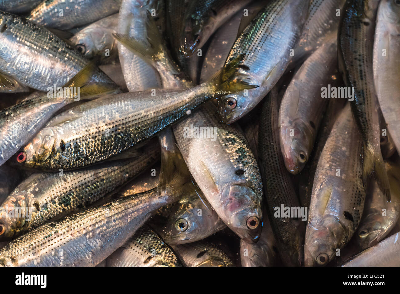 fresh fish at a fish market Stock Photo - Alamy