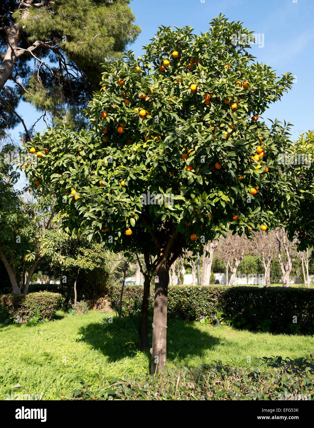 Orange tree with orange fruit Stock Photo - Alamy