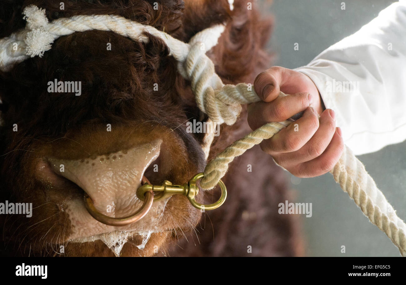 Cows breathing steam hi-res stock photography and images - Alamy