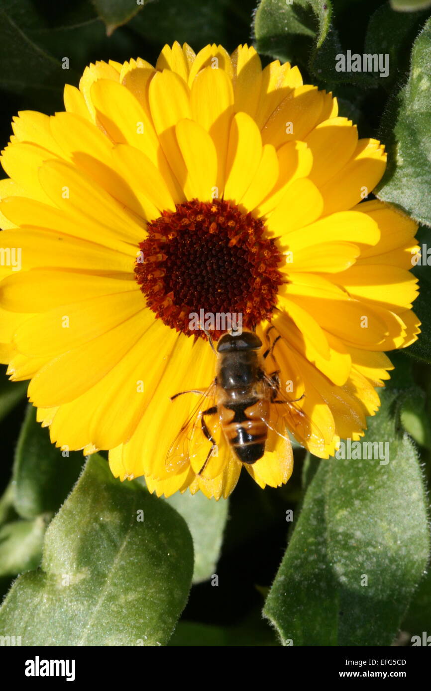 Bees in garden hi-res stock photography and images - Alamy
