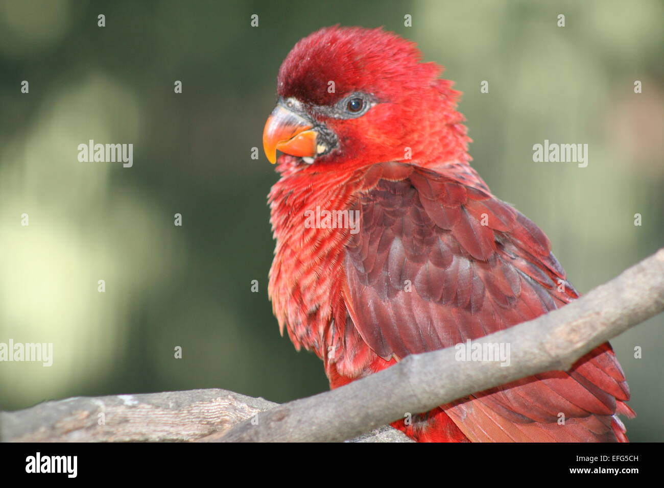 Red Lory Bird at Brevard Zoo in Florida Stock Photo - Alamy