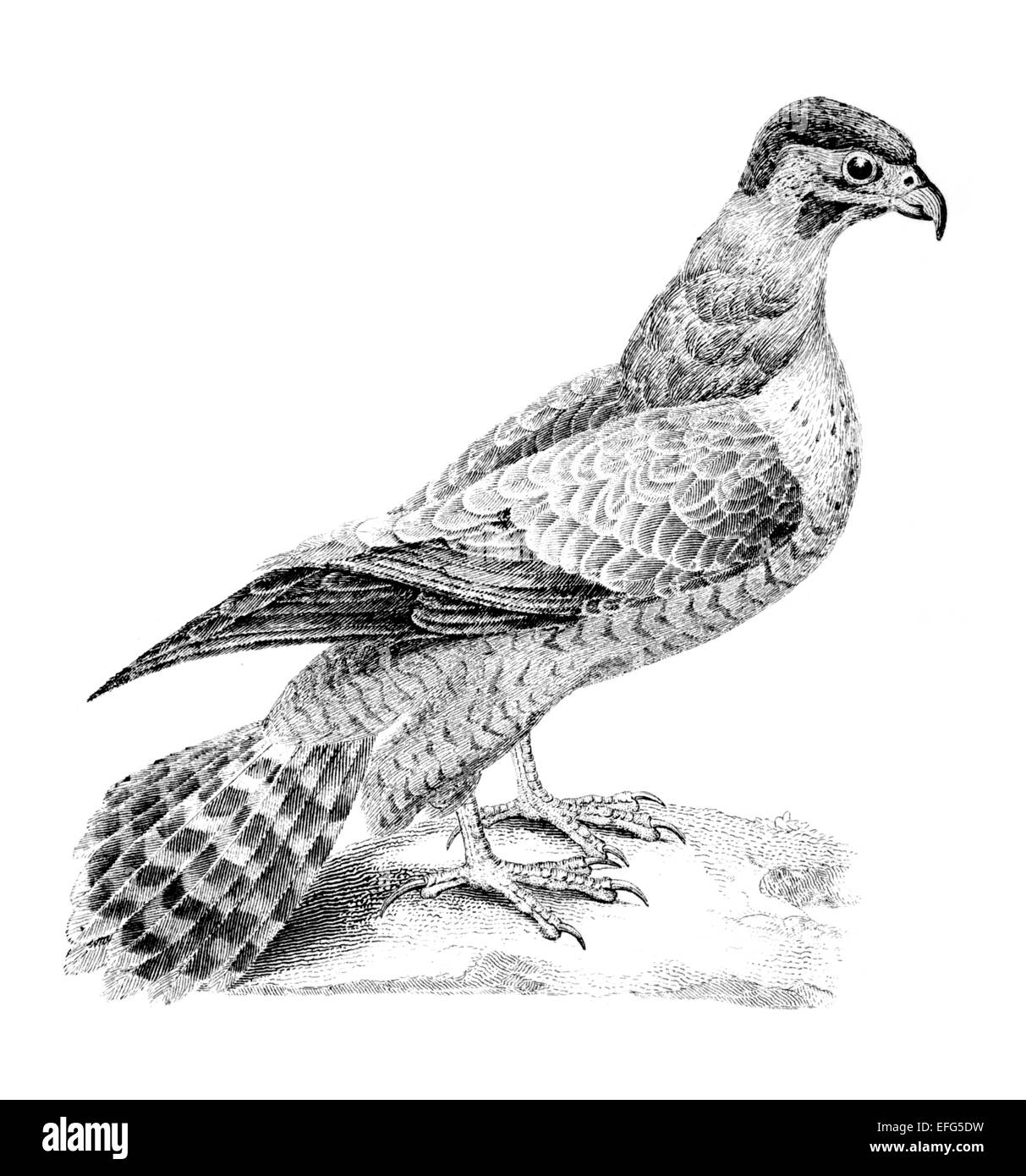 Victorian engraving digitally restored image Black and White Stock ...