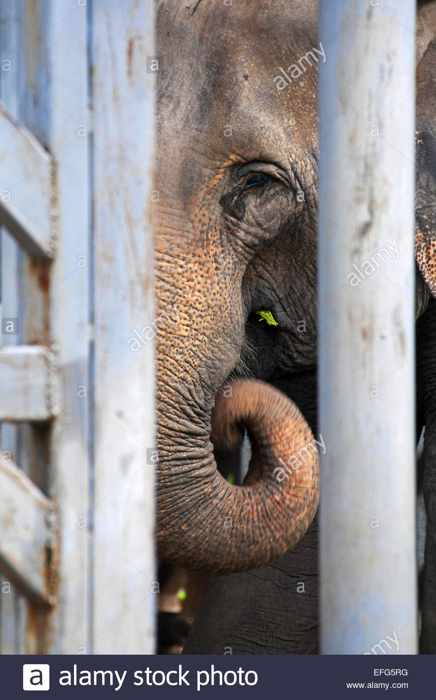 Sad Elephant High Resolution Stock Photography and Images - Alamy