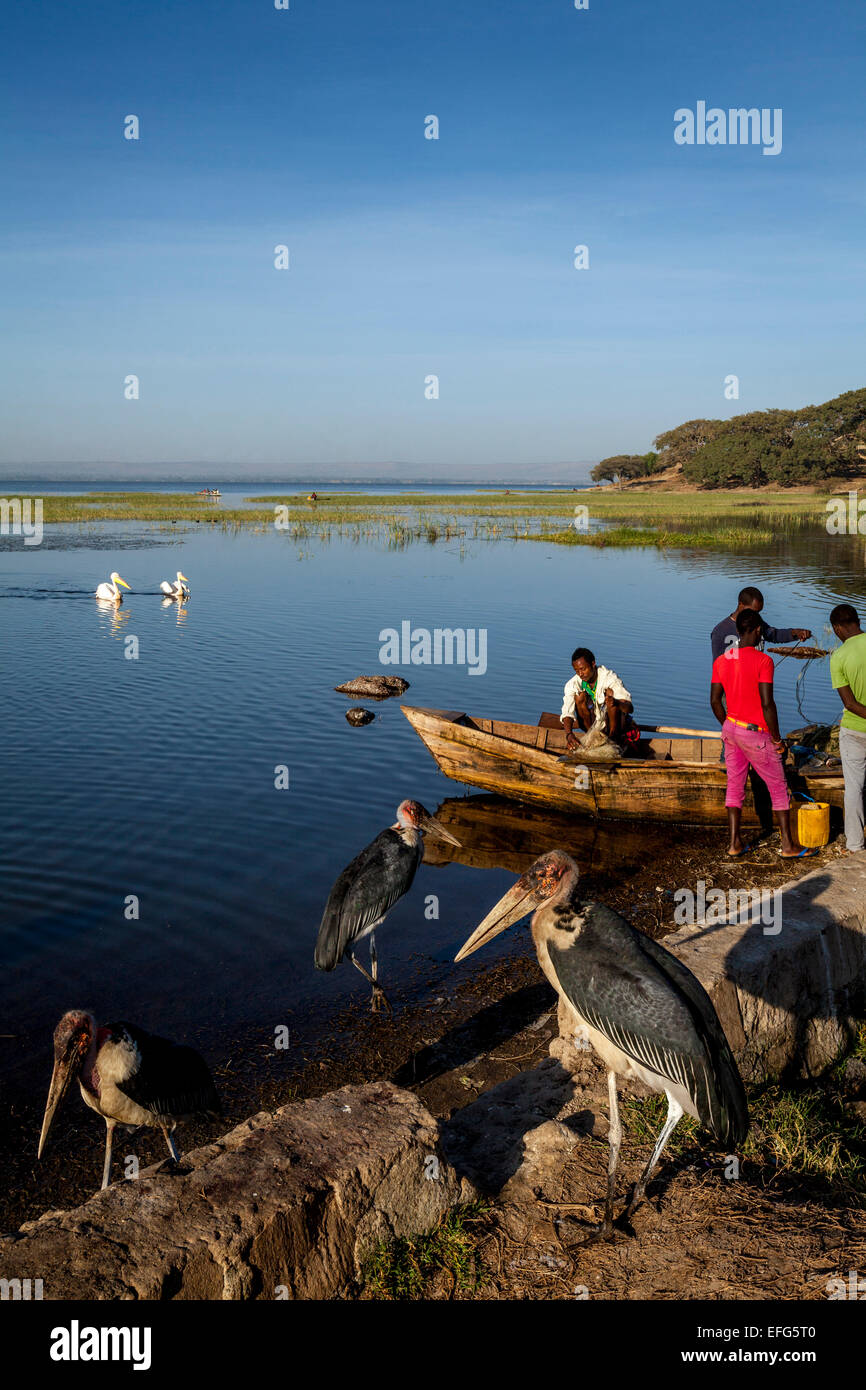 Marabou Storks Wait For Local People To Throw Them Fish Pieces, The ...