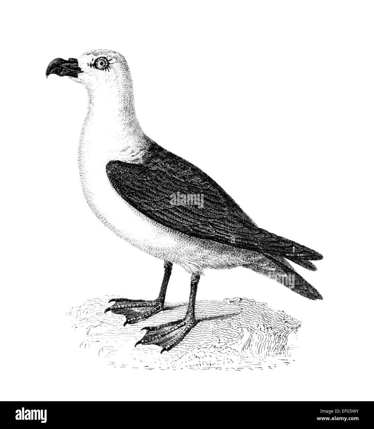 Victorian engraving of a fulmarine petrel. Digitally restored image ...