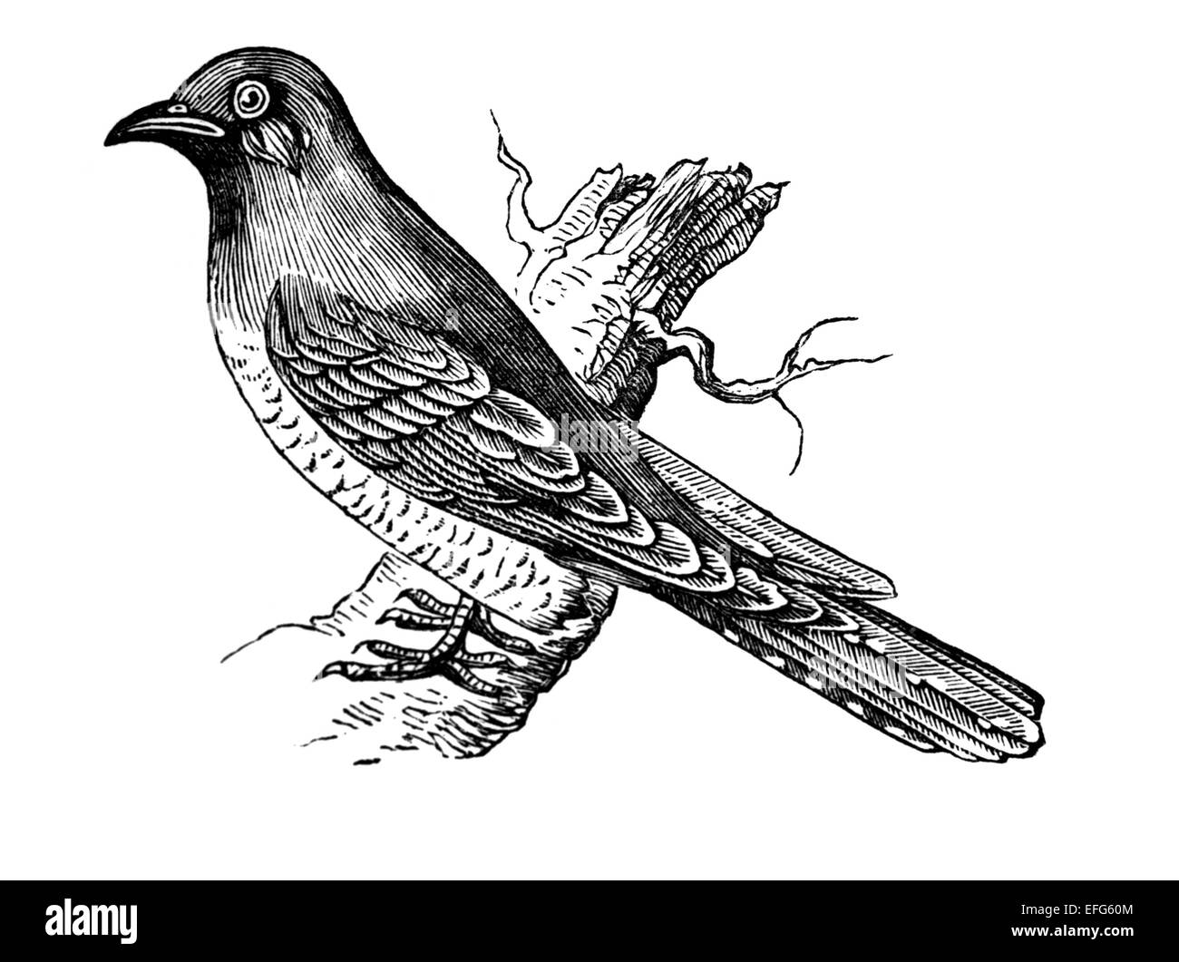Cuckoo bird Black and White Stock Photos & Images - Alamy
