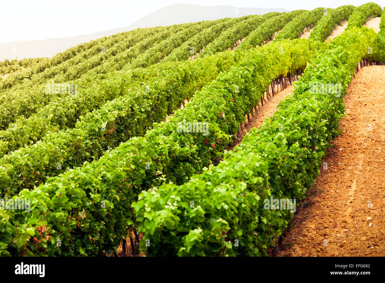 Diminishing rows of Vineyard Field in Southern France. Horizontal shot ...