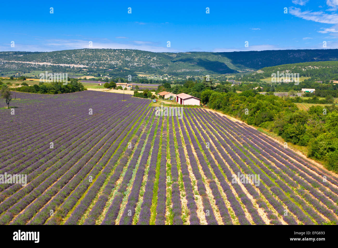 Beautiful lavender field aerial view hi-res stock photography and ...